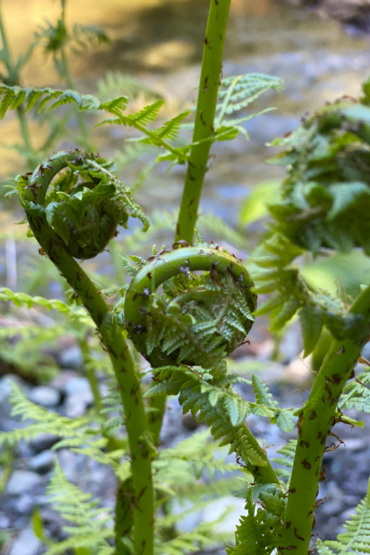 Juneau: Rainforest Photo Safari on a Segway - Final Thoughts
