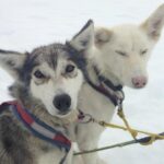 Juneau Shore Excursions: Juneau Helicopter Tour & Dogsledding Experience - Authentic Insights from Reviewers