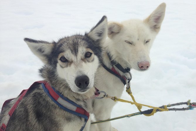 Juneau Shore Excursions: Juneau Helicopter Tour & Dogsledding Experience - Authentic Insights from Reviewers