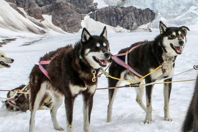 Juneau Shore Excursions: Juneau Helicopter Tour & Dogsledding Experience - The Sum Up