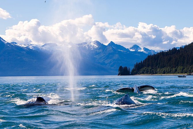 Juneau Whale Watching Adventure - The Vessel: Comfort Meets Visibility