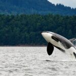 Juneau Whale Watching Adventure - Scenic Marvels: Mendenhall Glacier and Beyond