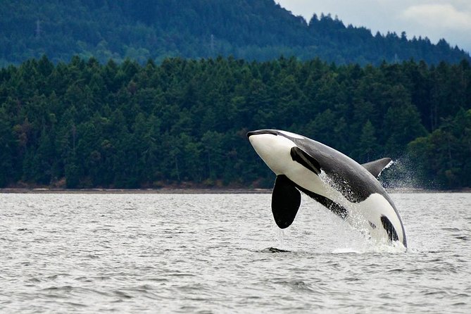 Juneau Whale Watching Adventure - Scenic Marvels: Mendenhall Glacier and Beyond