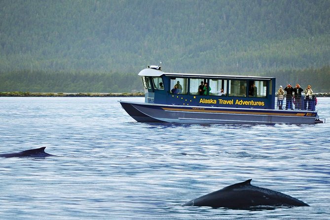 Juneau Whale Watching Adventure - The Heart of the Tour: Whale Sightings and Naturalist Commentary