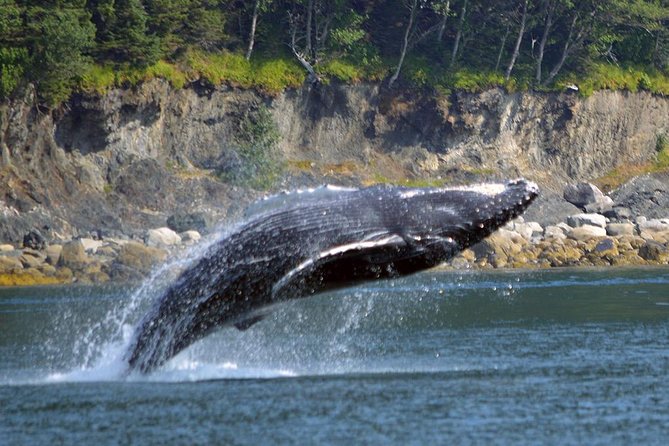Juneau Whale Watching Adventure - The Experience: What to Expect During the Tour