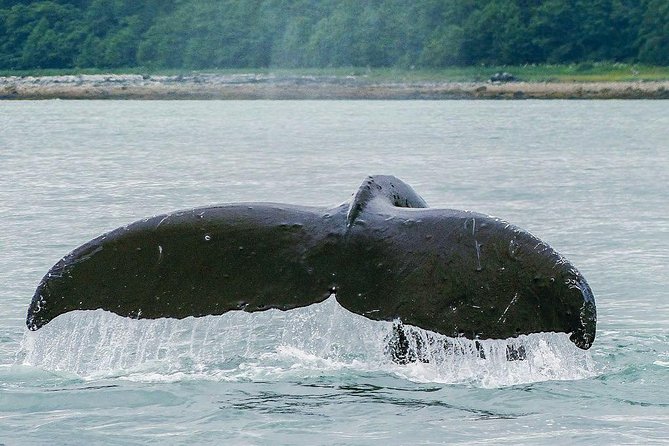 Juneau Whale Watching Adventure - Group Size and Atmosphere