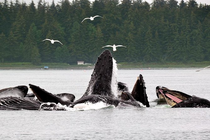 Juneau Whale Watching Adventure - Practical Details: Pricing, Timing, and Booking