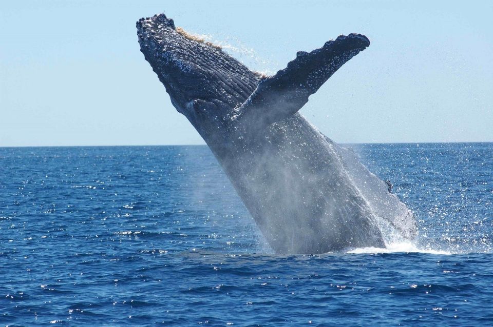 Juneau: Whale Watching and Mendenhall Glacier Day Trip - Introduction