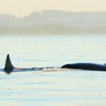 Juneau: Whale Watching and Mendenhall Glacier Day Trip - Exploring the Itinerary and Experience