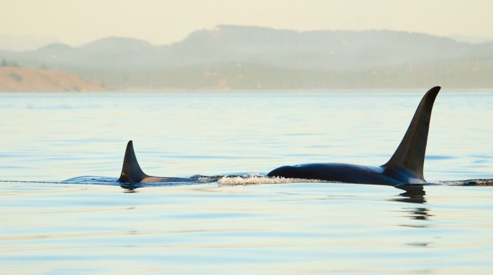 Juneau: Whale Watching and Mendenhall Glacier Day Trip - Exploring the Itinerary and Experience