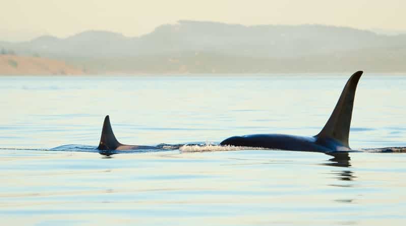 Juneau: Whale Watching and Mendenhall Glacier Day Trip - What Sets This Tour Apart