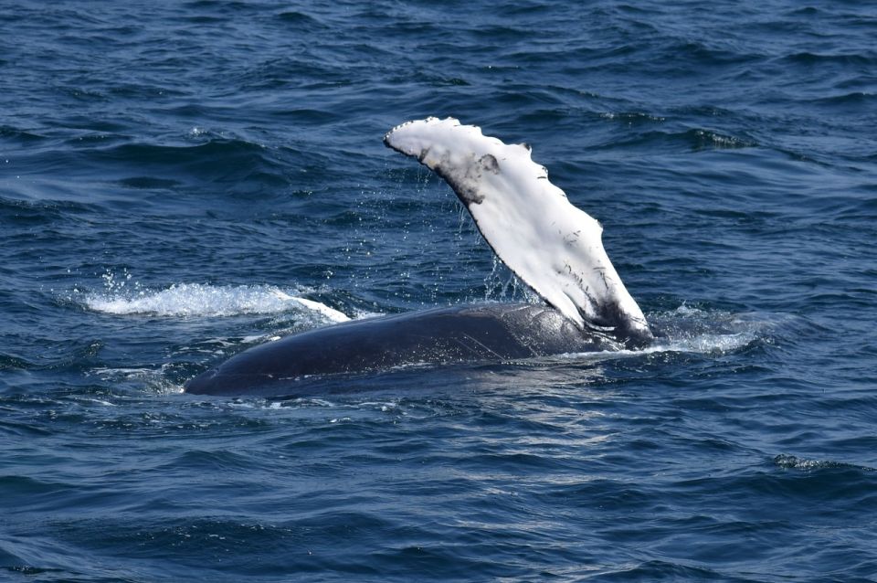 Juneau: Whale Watching and Mendenhall Glacier Day Trip - Final Thoughts