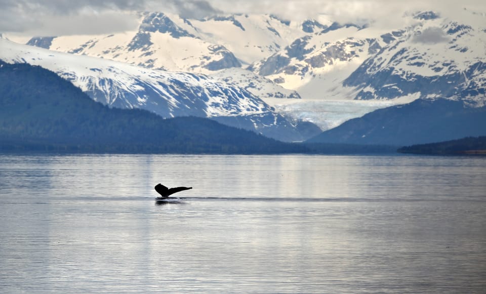 Juneau: Whale Watching and Wildlife Cruise with Local Guide - An Overview of the Juneau Whale Watching and Wildlife Cruise