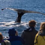 Juneau: Whale Watching and Wildlife Cruise with Local Guide - The Itinerary in Detail