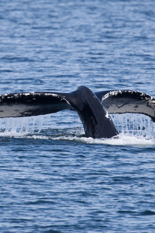 Juneau: Whale Watching and Wildlife Cruise with Local Guide - Who Will Love This Tour?