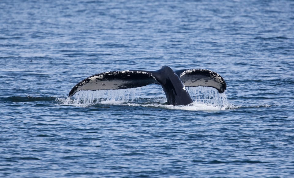 Juneau: Whale Watching and Wildlife Cruise with Local Guide - An In-Depth Look at the Juneau Whale Watching Experience