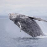 Juneau: Whale Watching and Wildlife Cruise with Local Guide - What Makes This Tour Stand Out?