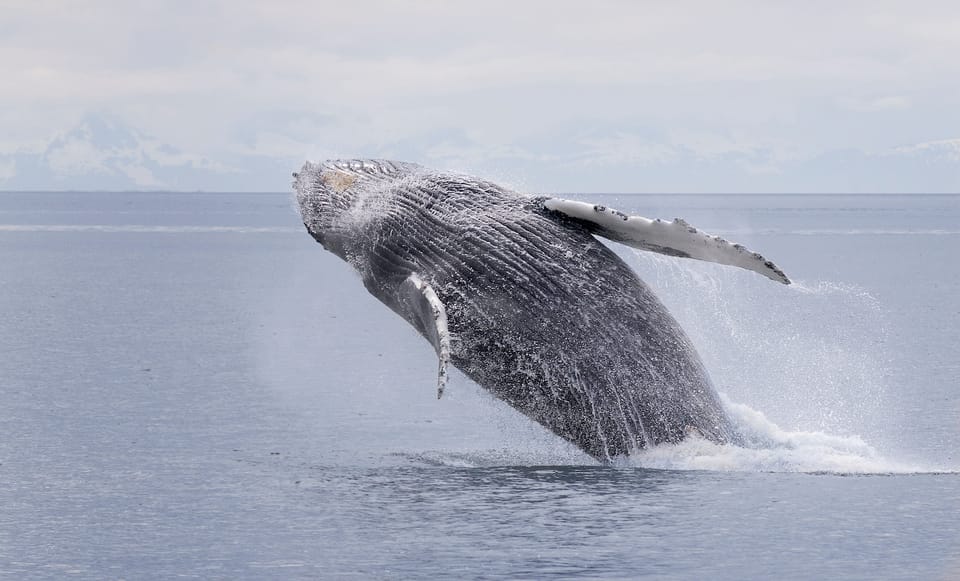 Juneau: Whale Watching and Wildlife Cruise with Local Guide - What Makes This Tour Stand Out?