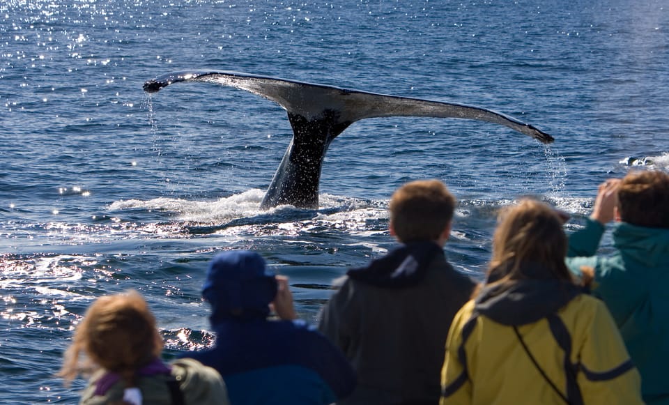Juneau: Whale Watching and Wildlife Cruise with Local Guide - Final Thoughts: Is It Worth It?