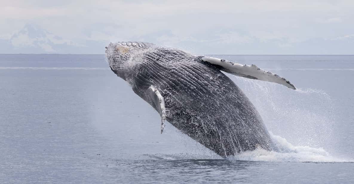 Juneau: Whale Watching and Wildlife Cruise with Local Guide - FAQs
