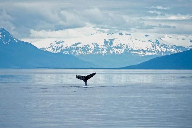 Juneau Wildlife Whale Watching - The Sum Up: Is It Worth It?