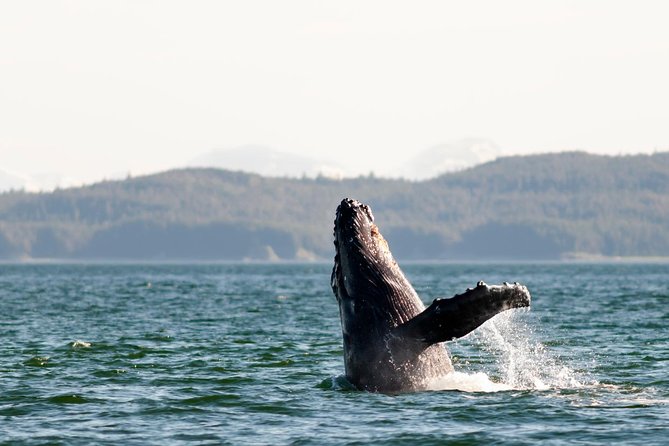 Juneau Wildlife Whale Watching - FAQ