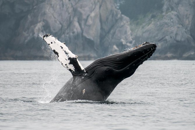 Juneau Wildlife Whale Watching & Mendenhall Glacier - What to Expect: The Day in Detail