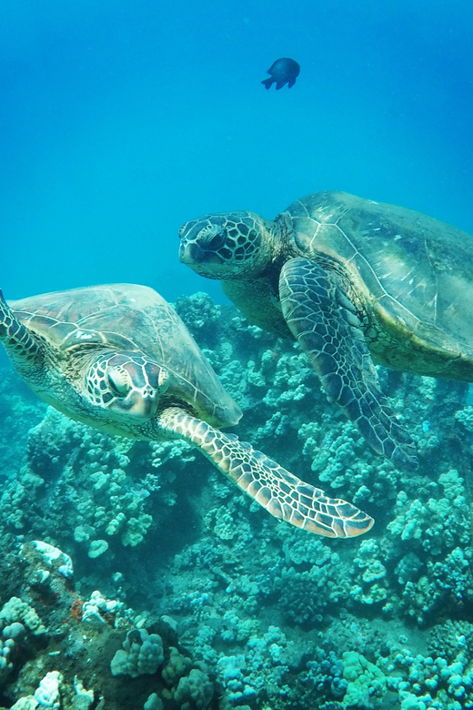 Ka'anapali Beach: Express Snorkel Trip - Key Points