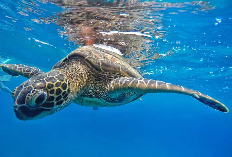 Ka'anapali Beach: Express Snorkel Trip - What to Expect from the Snorkel Trip