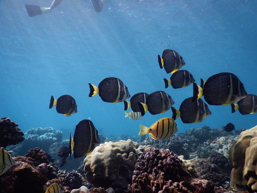 Ka'anapali Beach: Express Snorkel Trip - Authentic Insights from Reviewers