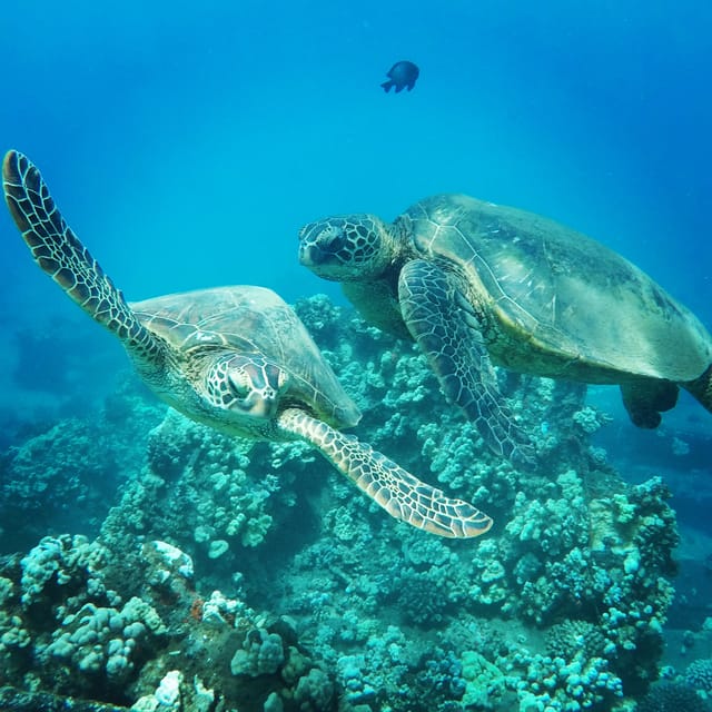Ka'anapali Beach: Express Snorkel Trip - FAQ