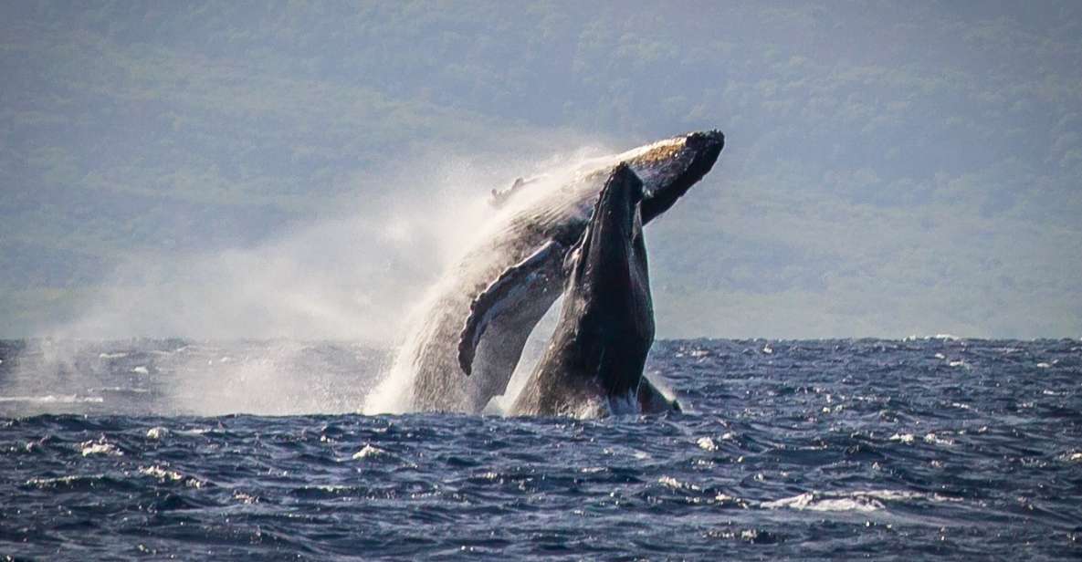 Kaanapali: Whale Watching Cruise with Open Bar - Key Points