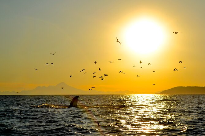 Kachemak Bay Wildlife Tour - An In-Depth Look at the Kachemak Bay Wildlife Tour