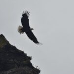 Kachemak Bay Wildlife Tour - Who Should Take This Tour?