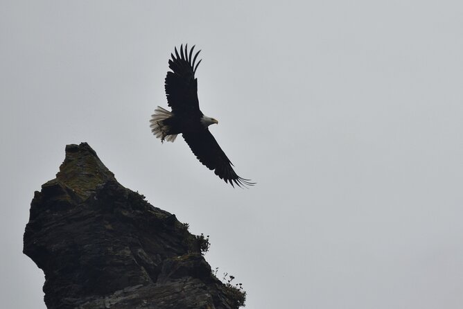 Kachemak Bay Wildlife Tour - Who Should Take This Tour?