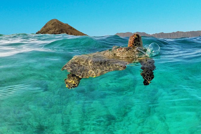 Kailua 2-Hour Guided Kayaking Excursion, Oahu - The Sum Up