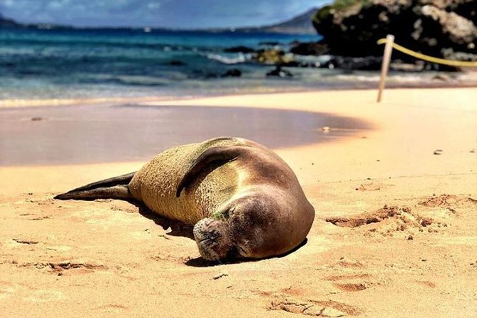 Kailua Bay, Oahu: Epic Kayak and Snorkel to Islands with Lunch - Insights from Reviewers