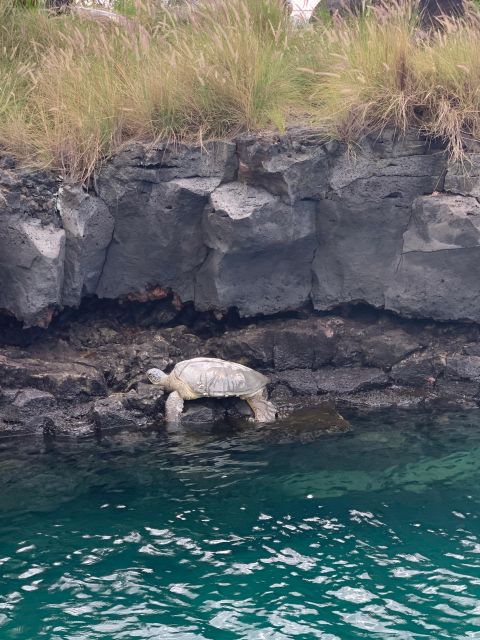 Kailua-Kona: Captain Cook Reef Catamaran Day Trip with Lunch - Who Will Love This Tour?