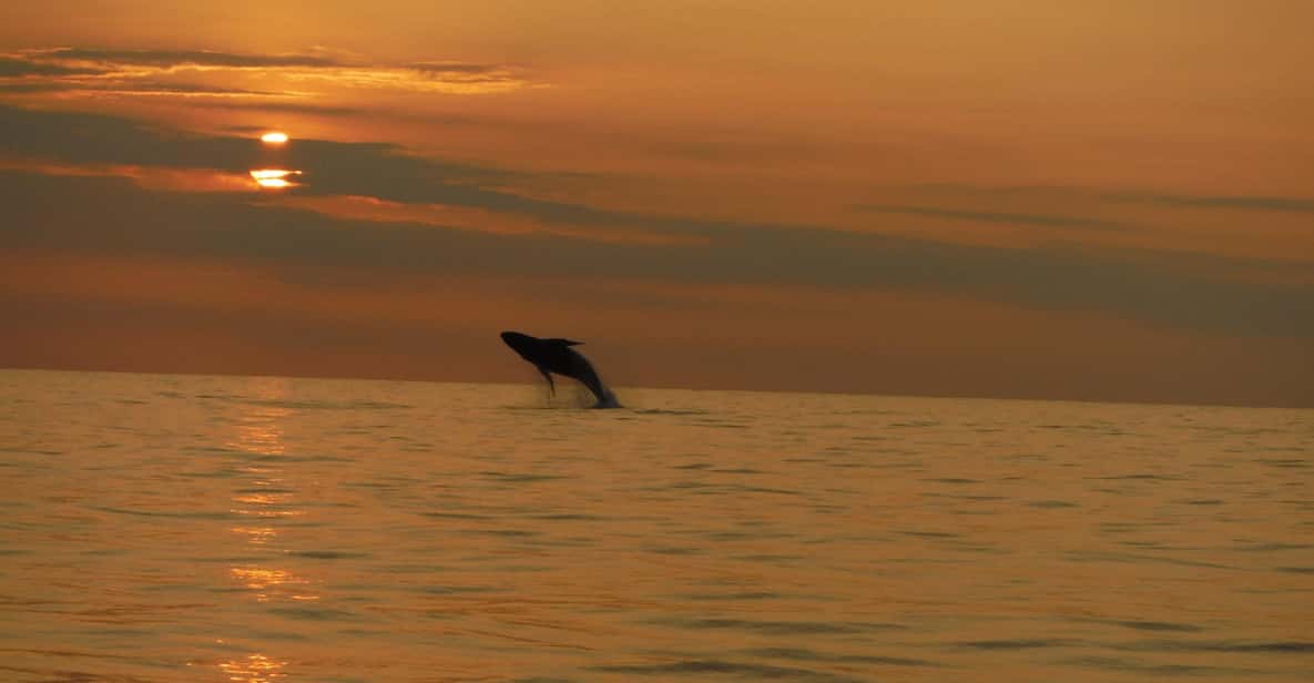 Kailua-Kona: Dolphin Watch & Double-Reef Snorkel Tour - An Honest Look at the Kailua-Kona Dolphin & Reef Tour
