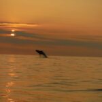 Kailua-Kona: Dolphin Watch & Double-Reef Snorkel Tour - The Real Value: What Makes This Tour Special?