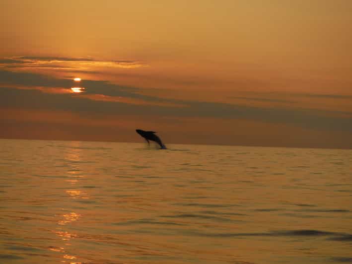 Kailua-Kona: Dolphin Watch & Double-Reef Snorkel Tour - The Sum Up: Why This Tour Is Worth Considering