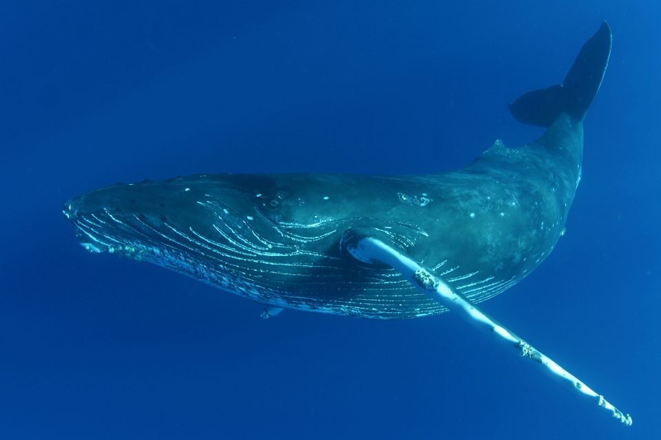 Kailua Kona: Humpback Whale Watching Adventure Cruise - Meeting Point and Logistics