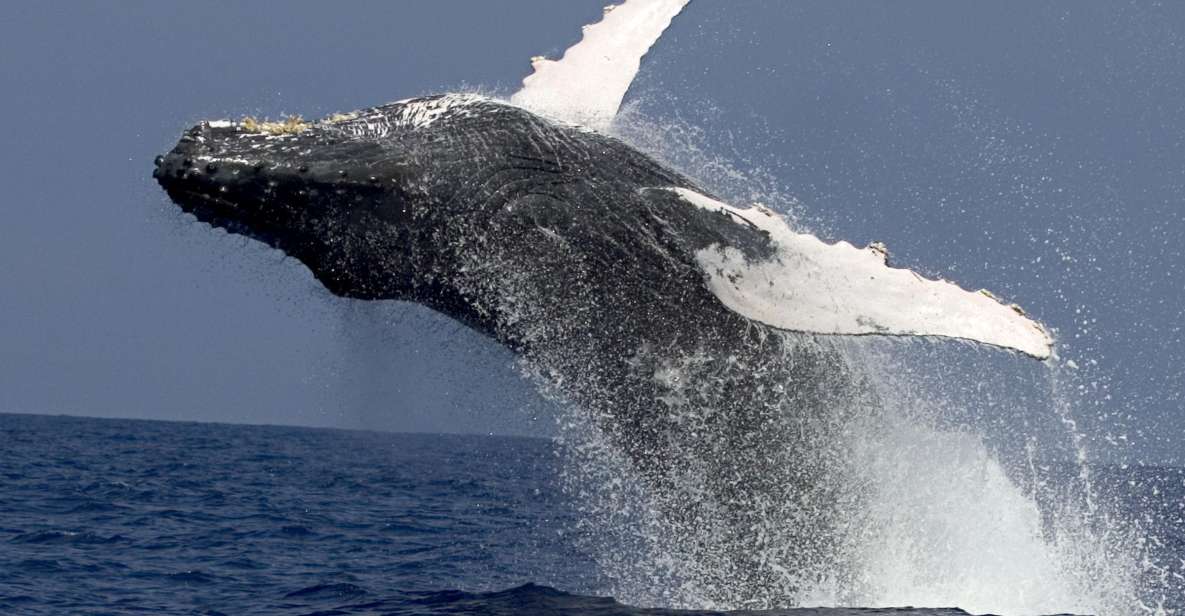 Kailua Kona: Humpback Whale Watching Adventure Cruise - The Sum Up