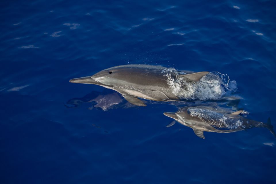Kailua Kona: Humpback Whale Watching Adventure Cruise - FAQ