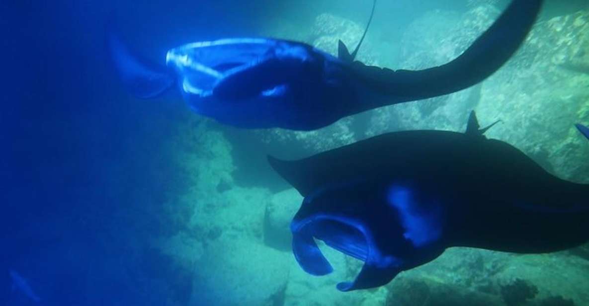 Kailua-Kona: Manta Ray Spotting Night Snorkeling Tour - Key Points