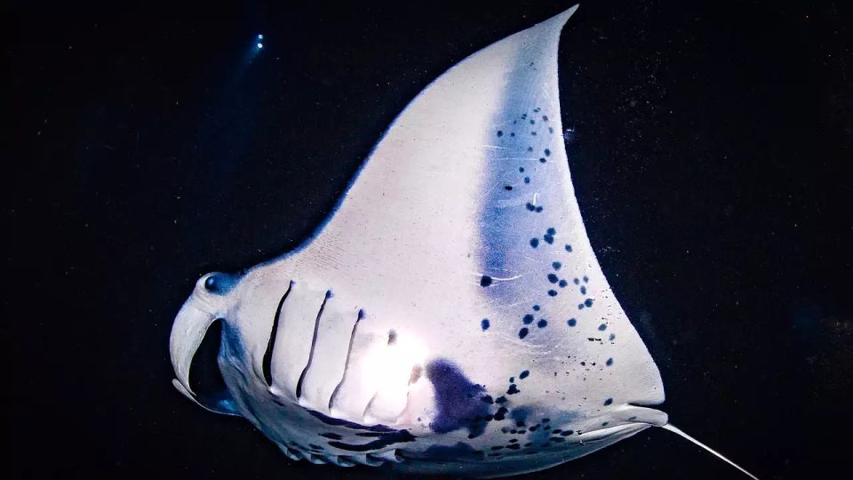 Kailua-Kona: Manta Ray Watching Nighttime Boat Trip - Kailua-Kona: Manta Ray Watching Nighttime Boat Trip – An Authentic Ocean Adventure
