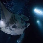 Kailua-Kona: Manta Ray Watching Nighttime Boat Trip - A Detailed Look at the Manta Ray Night Boat Trip
