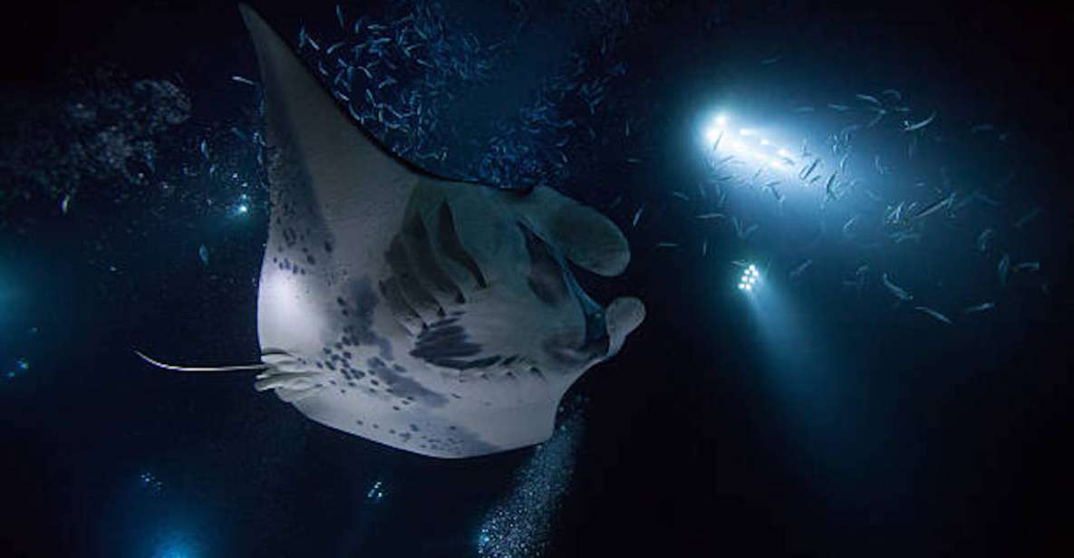 Kailua-Kona: Manta Ray Watching Nighttime Boat Trip - A Detailed Look at the Manta Ray Night Boat Trip