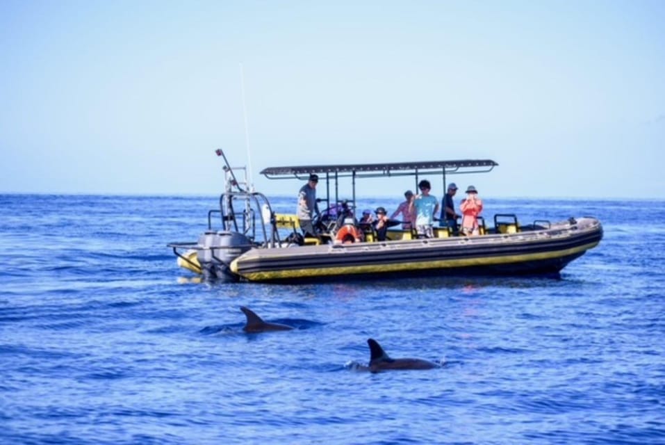 Kailua-Kona: Pacific Humpback Whale Watch Excursion - Key Points
