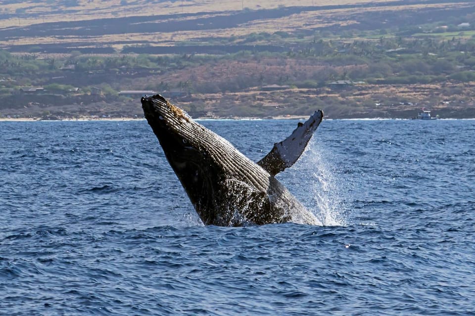Kailua-Kona: Pacific Humpback Whale Watch Excursion - The Experience of Seeing Whales in Their Natural Habitat